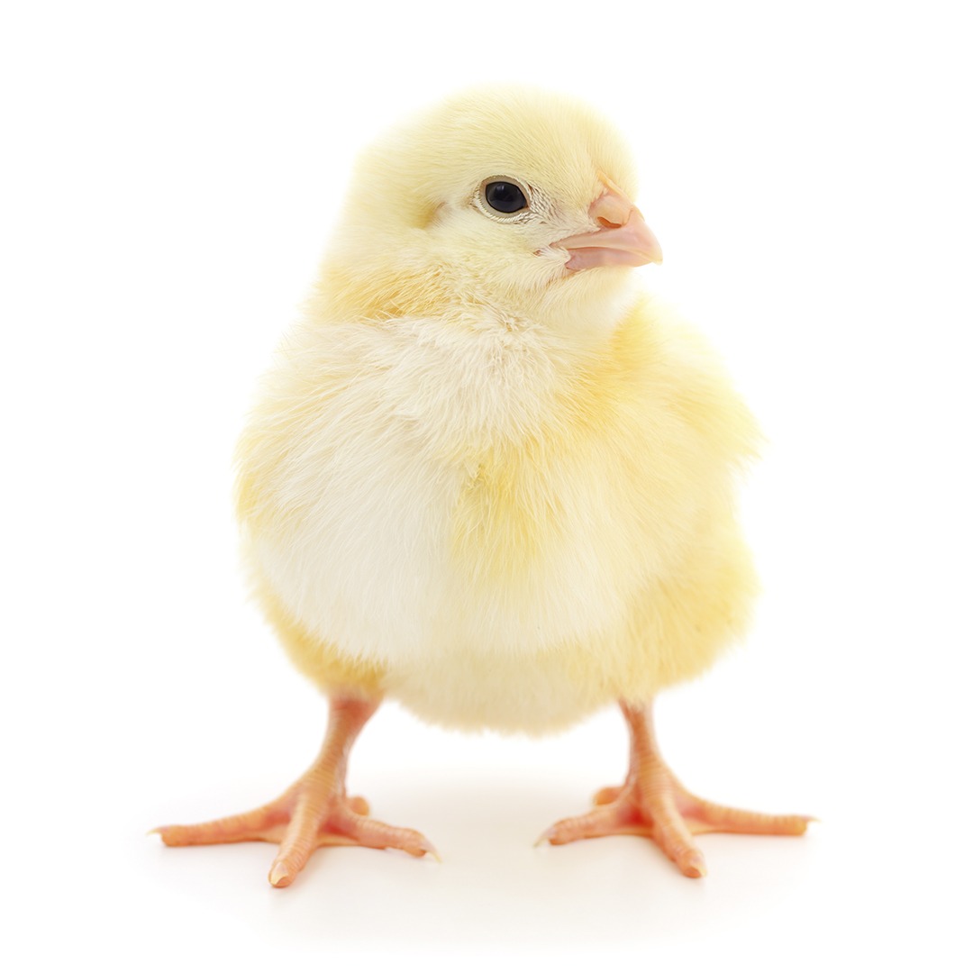 Aves Vivas – Inversiones Diagro